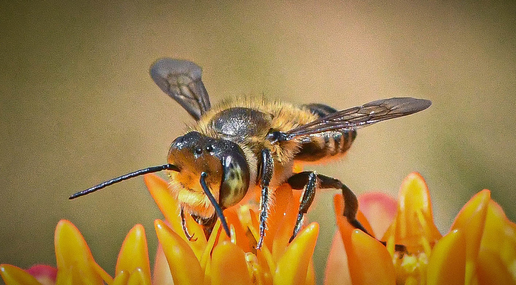Leafcutter, Mortar, and Resin Bees from Marshall County, MS, USA on May ...