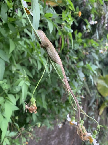 Okinawa Tree Lizard (Diploderma polygonatum) - Snakes and Lizards