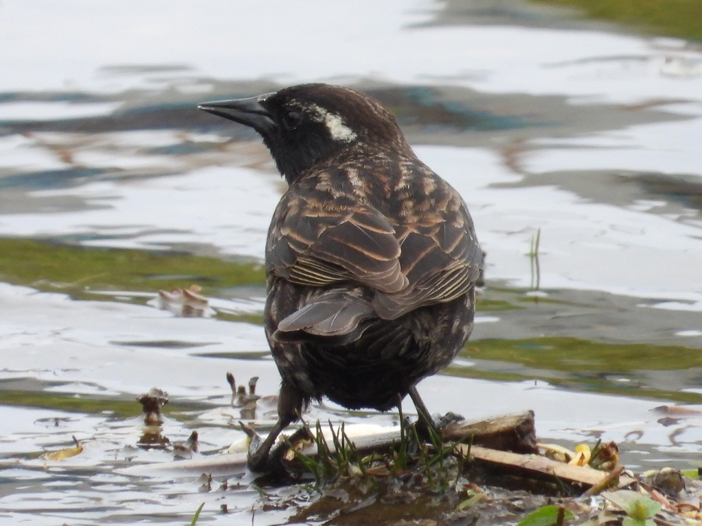 Perching Birds from Concepción, Bío Bío, Chile on September 25, 2021 at ...