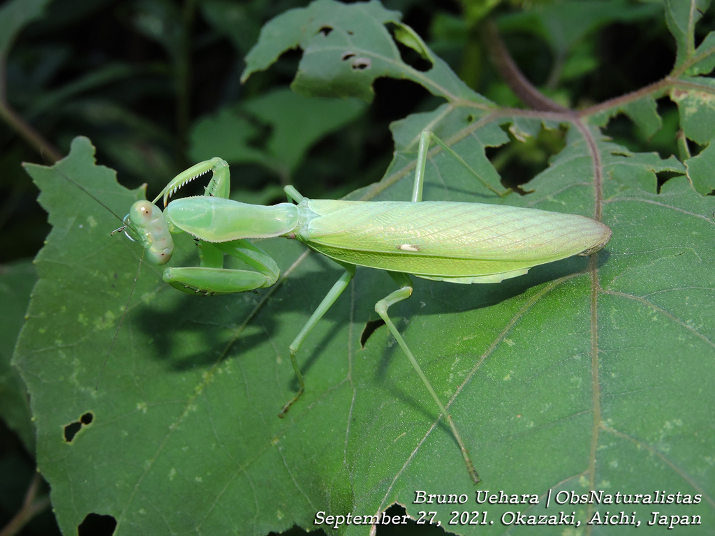 Giant Asian Mantis from Hinahonmachi, Okazaki, Aichi 444-0916, Japão on ...