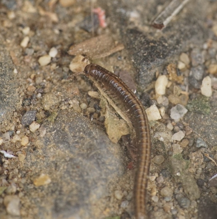 Brachyiulus pusillus (Leach, 1814)