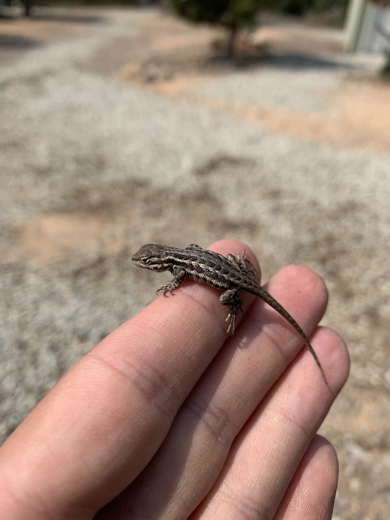 Common Sagebrush Lizard from Pioche, NV, US on August 19, 2021 at 12:30 ...