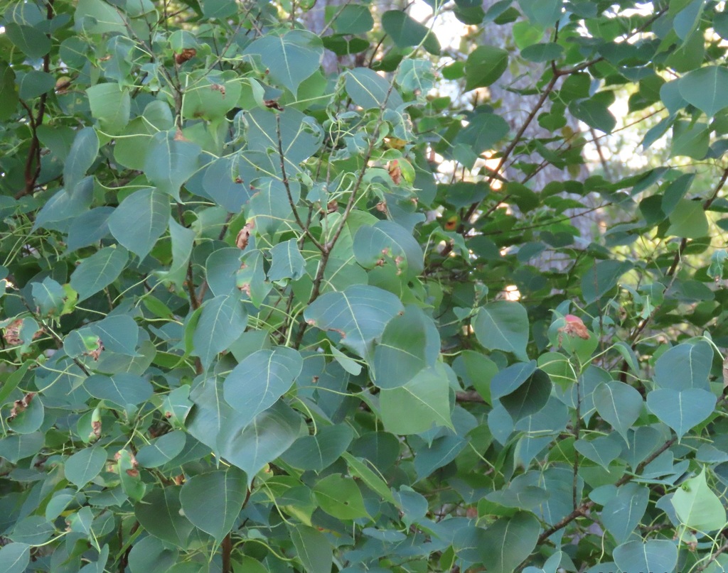 Chinese Tallow from Animal Farm, Polk County, TX, USA on September 22 ...