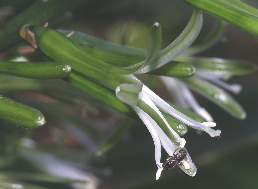 Large-leaved Dragon Tree (Dracaena aletriformis) - Botanical Realm