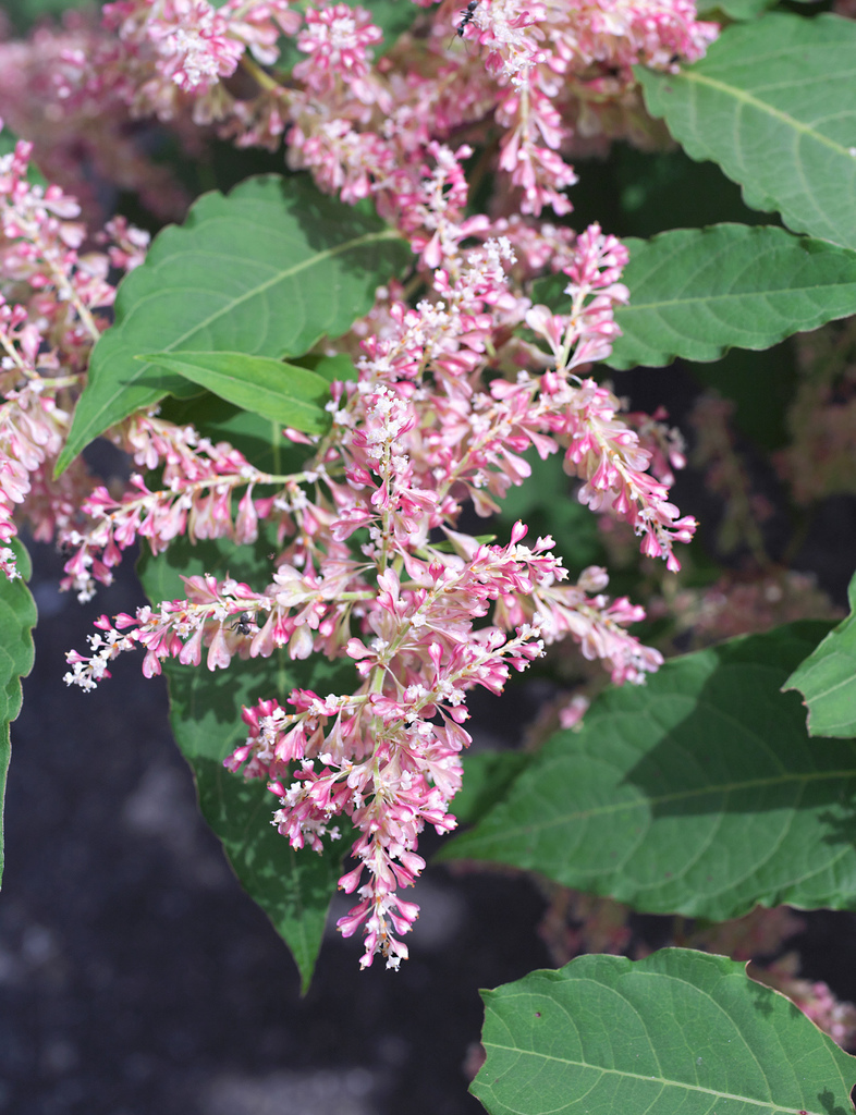 Japanese knotweed (Reynoutria japonica) - Botanical Realm
