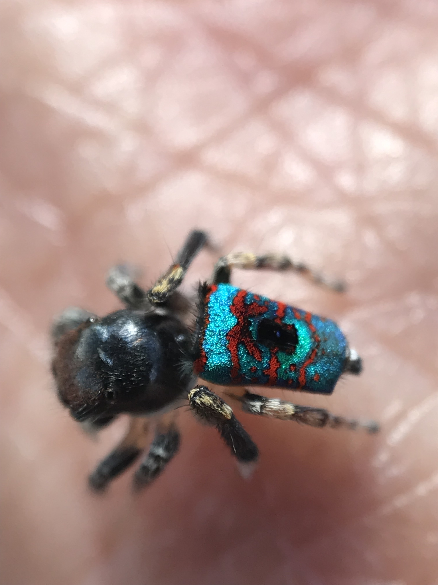 Maratus mungaich Waldock, 1995
