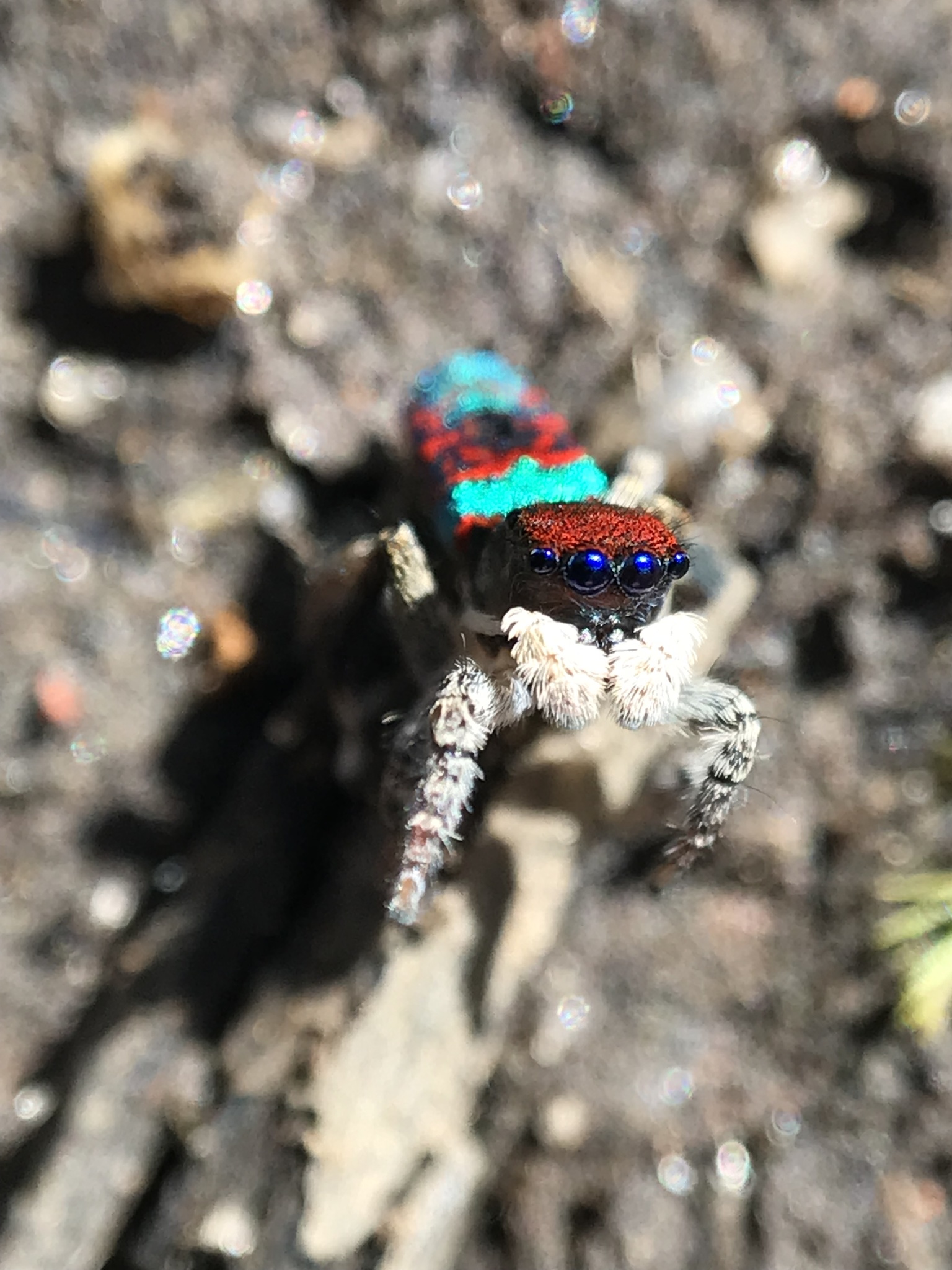 Maratus mungaich Waldock, 1995