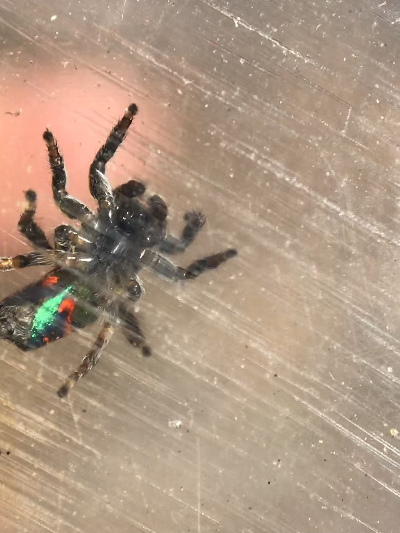 Maratus mungaich Waldock, 1995