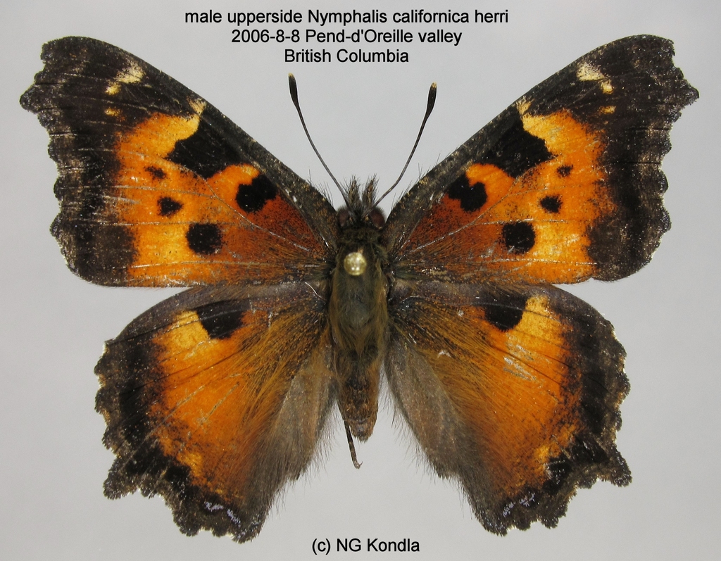 California Tortoiseshell from Central Kootenay, BC, Canada on August 8 ...