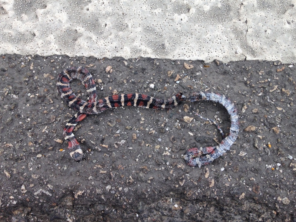 Coast Mountain Kingsnake in September 2021 by Greg Pauly. DOR, Topanga ...