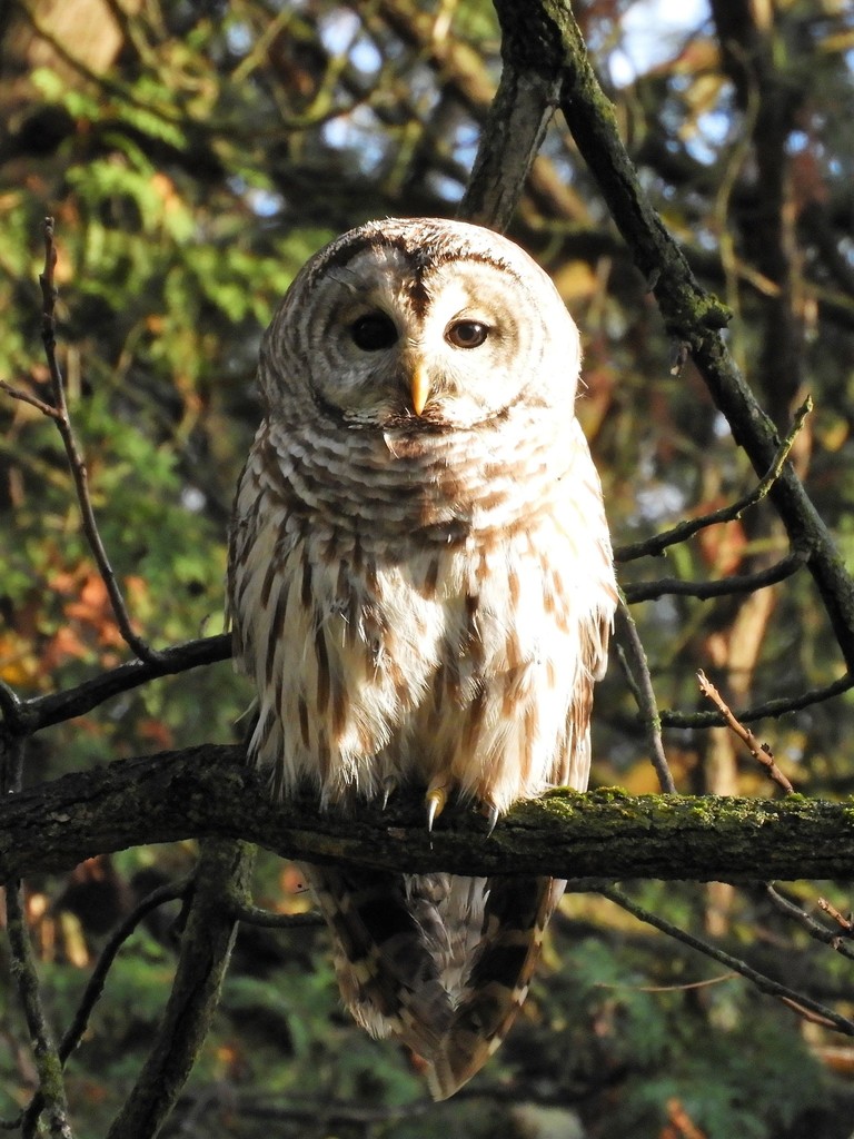 Barred Owl from 352 Marsland Dr, Waterloo, ON N2J 3Z1, Canada on ...