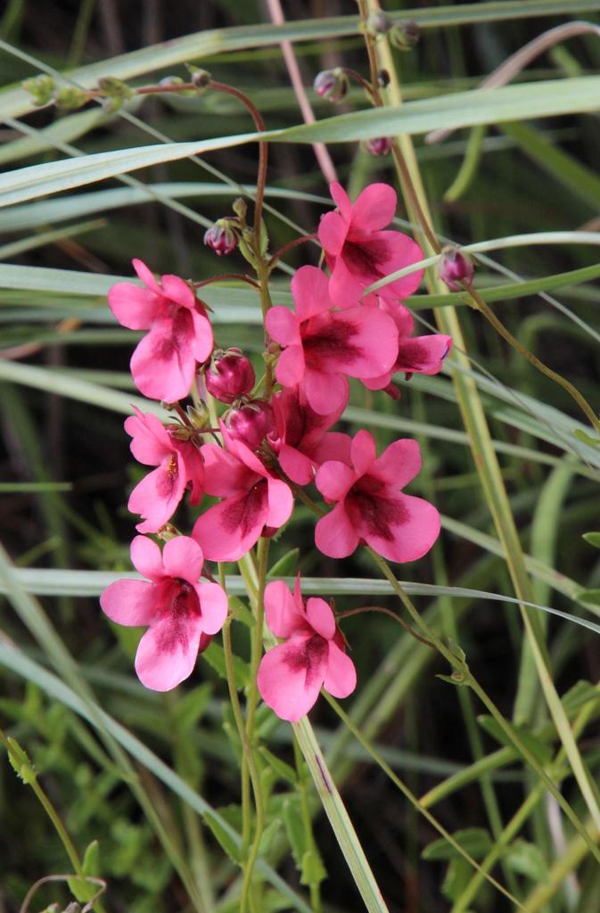 (Diascia capsularis) - Botanical Realm