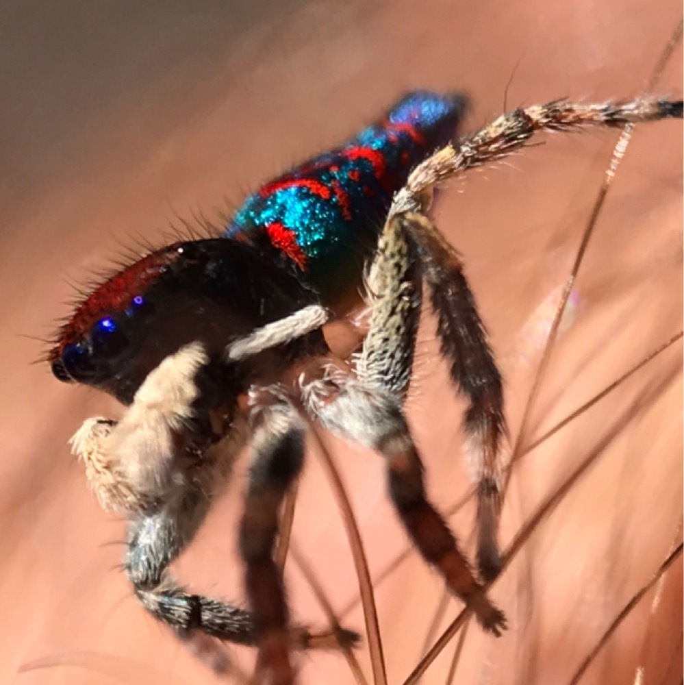 Maratus mungaich Waldock, 1995