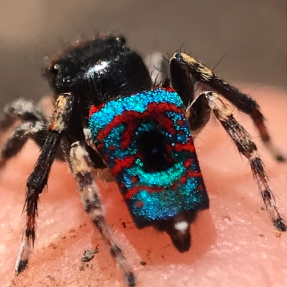 Maratus mungaich Waldock, 1995