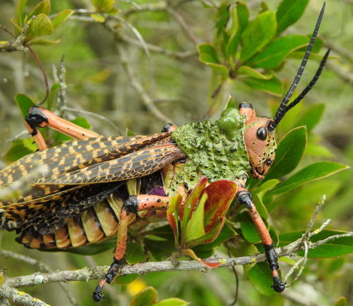 Subgenus Maphyteus · iNaturalist