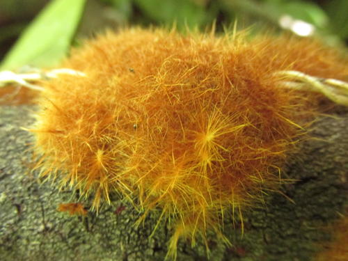 Genus Ozonium · iNaturalist