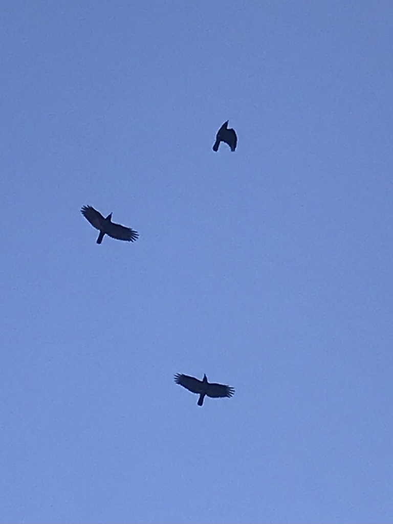 American Crow from Barn Swallow Dr, Austin, TX, US on September 26 ...