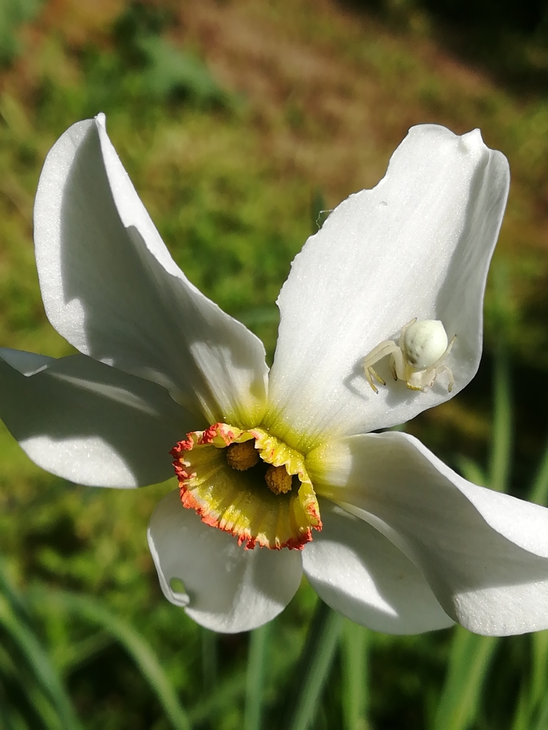 daffodils (CKISS EcoGarden plant list) · iNaturalist