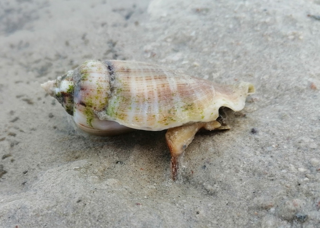 Gibbose Stromb from Kenya on September 26, 2021 at 11:43 AM by ...