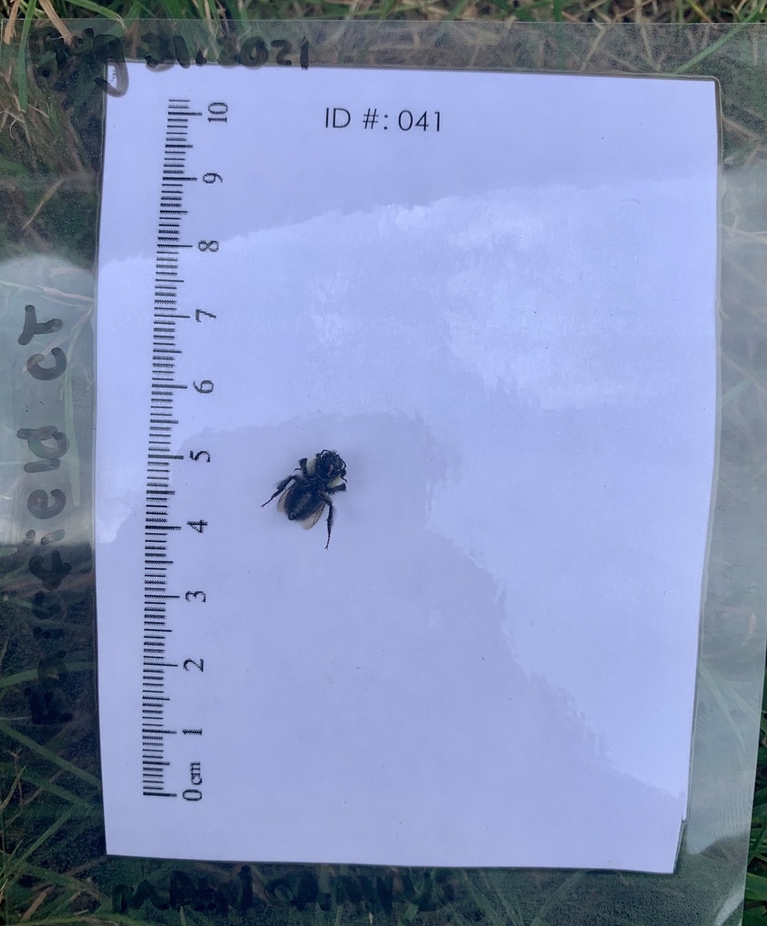 Common Eastern Bumble Bee from Park Ave, Fairfield, CT, US on August 31 ...