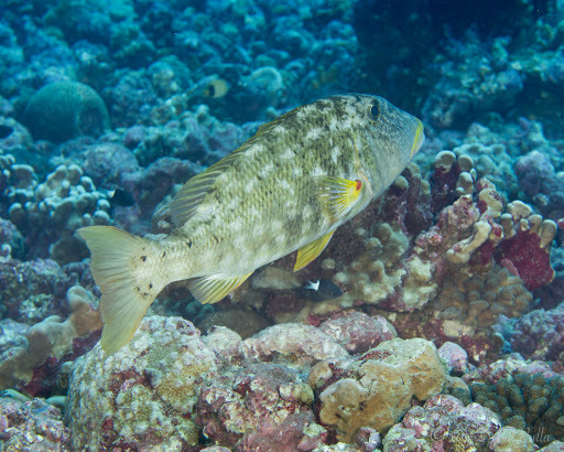 Yellowlip Emperor (Lethrinus xanthochilus) - Marine Life Identification