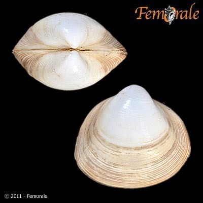 Mactra veneriformis · iNaturalist