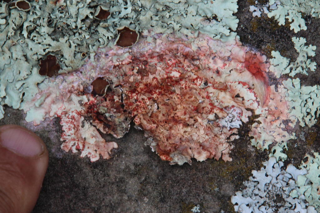 Marchandiomyces corallinus (Fungi of southern Africa) · iNaturalist