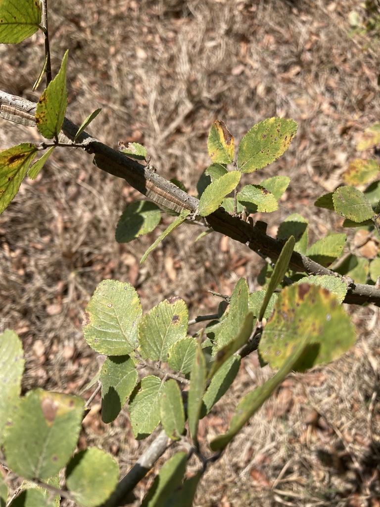Cedar Elm from Ouachita National Forest, Haworth, OK, US on September ...