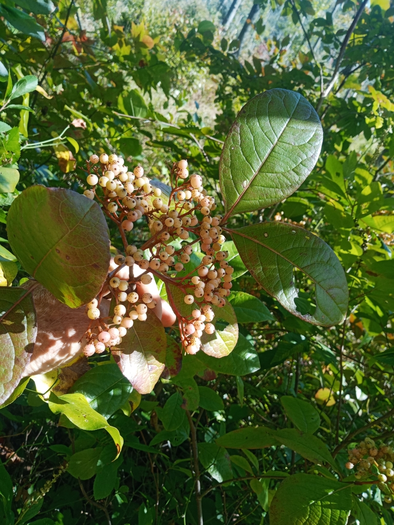 northern wild raisin from Bowie, MD 20720, USA on September 27, 2021 at ...