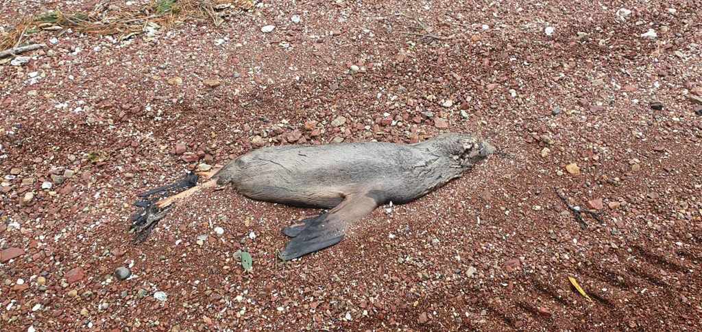 New Zealand Fur Seal from Pakihi Island, Auckland 2585, New Zealand on ...