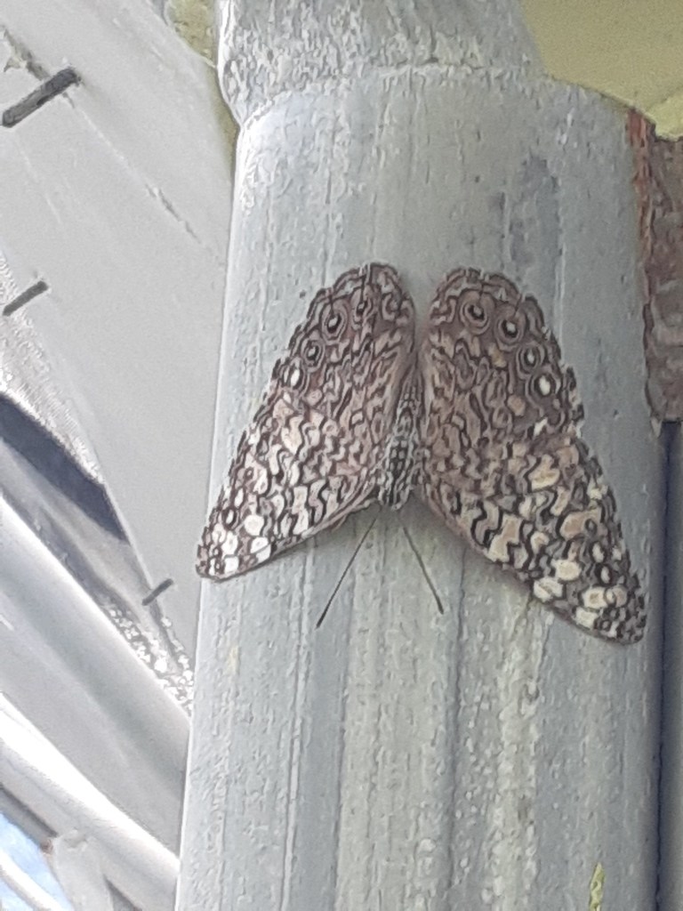 Gray Cracker from Aladdin City, FL, USA on September 27, 2021 at 11:57 ...