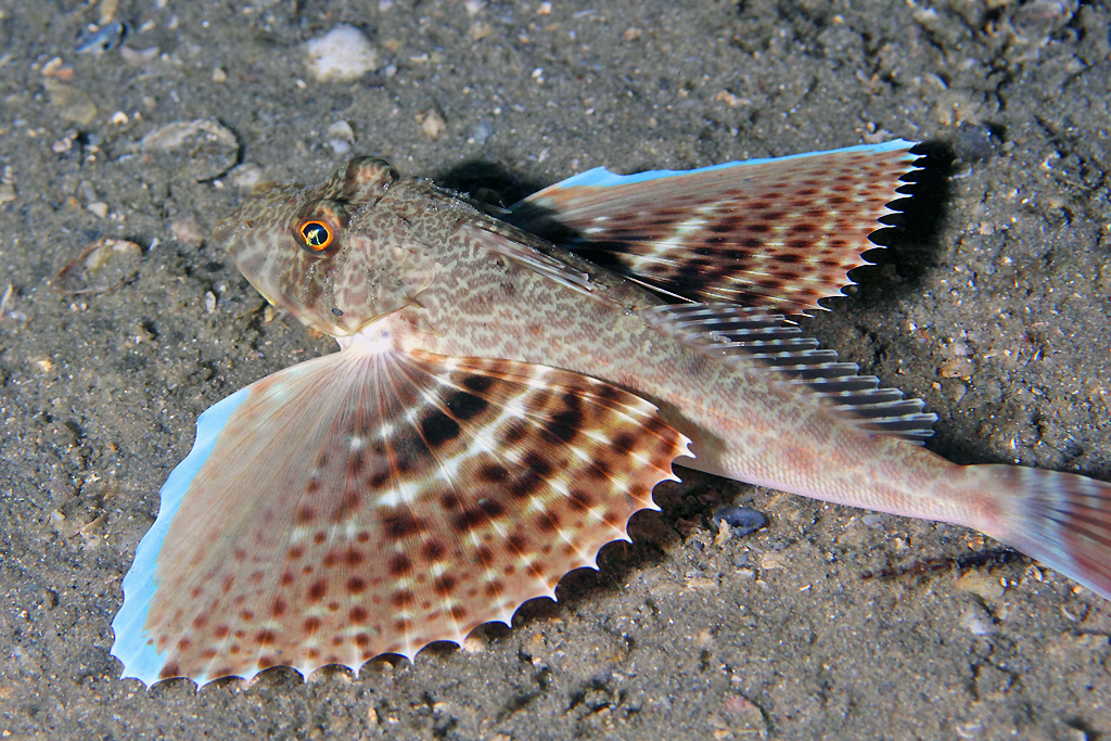 Blackwing Searobin (Marine life of the Rio Grande Valley) · iNaturalist