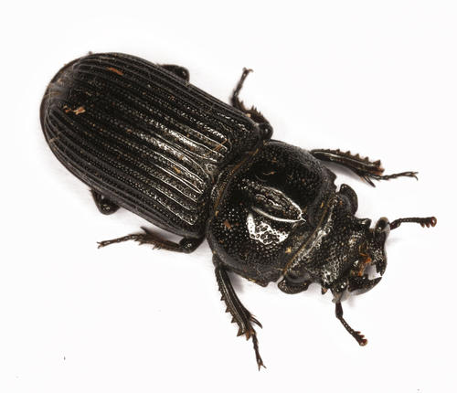 Tribu Nigidiini · iNaturalist Mexico