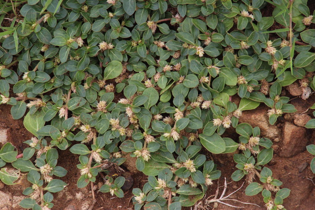 creeping chaffweed from Winchester 3140_2640: Old Winchester Farmhouse ...