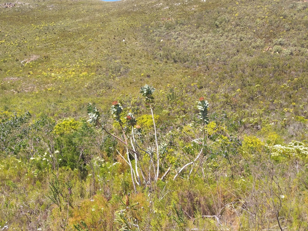 Wagon Tree from Overstrand Local Municipality, South Africa on ...