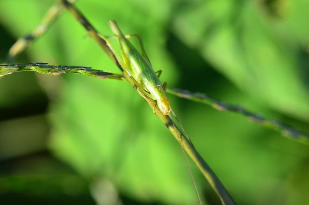 Common Tree Crickets from Mercer County, KY, USA on September 26, 2021 ...