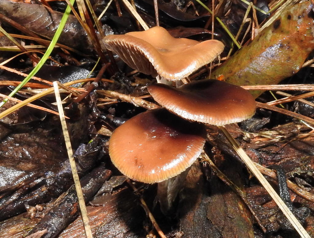 Common Gilled Mushrooms and Allies from Garden Route Botanical Garden ...