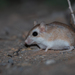 Baluchistan Gerbil (Gerbillus nanus) · iNaturalist