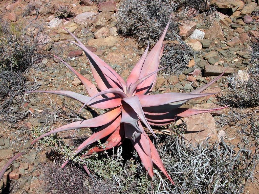 Clanwilliam aloe from Beukersfontein on October 10, 2004 by Jean ...