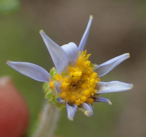 Subspecies Felicia amoena amoena · iNaturalist