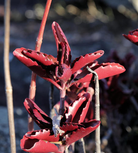 Variety Kalanchoe sexangularis sexangularis · iNaturalist