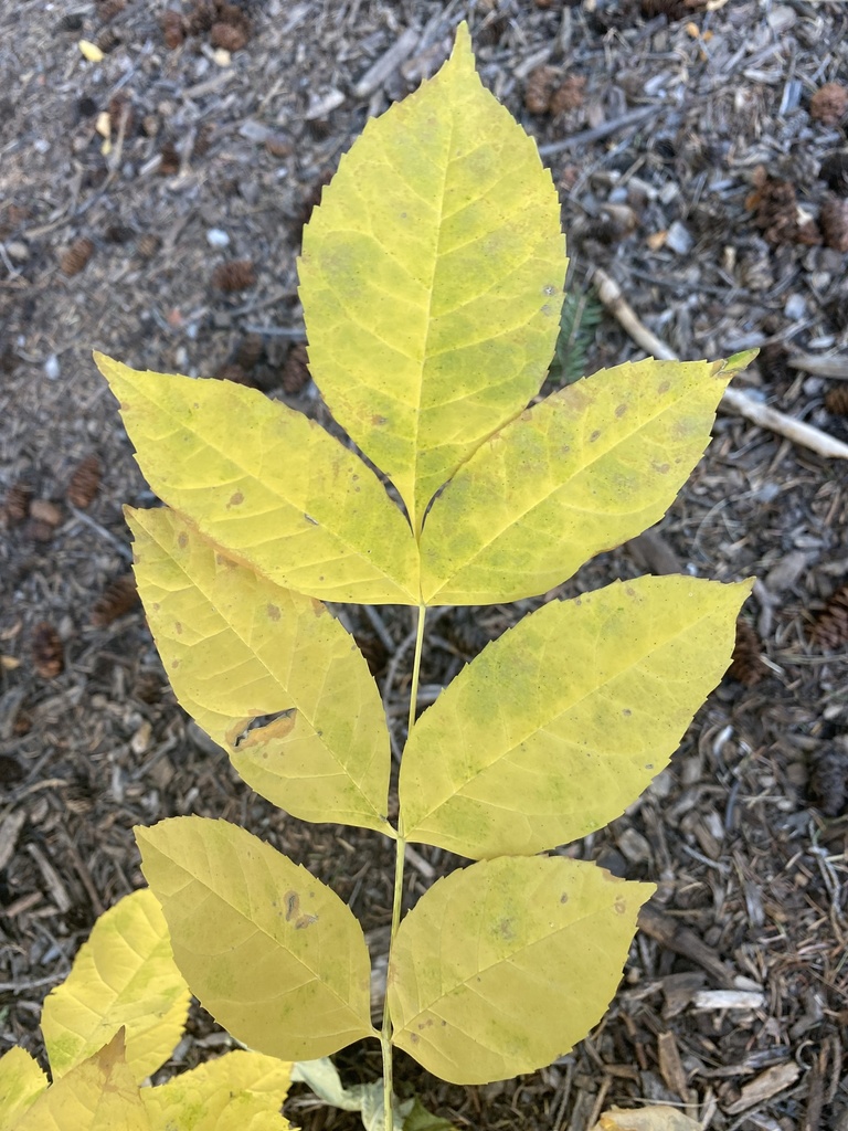 Green Ash from University of Calgary, Calgary, AB, CA on September 27 ...