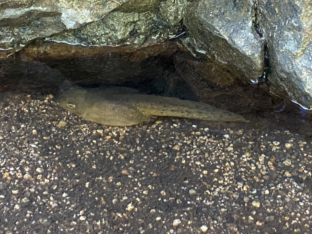 Helmeted Water Toad in September 2021 by mmora · iNaturalist
