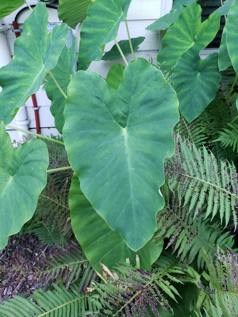 Taro from Ball Ground on September 27, 2021 at 07:06 PM by bbd5150 ...