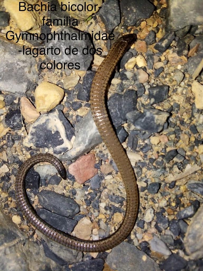 Bachia bicolor (Cope, 1896)