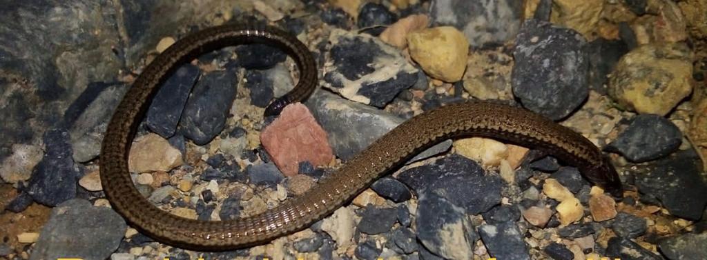 Bachia bicolor (Cope, 1896)