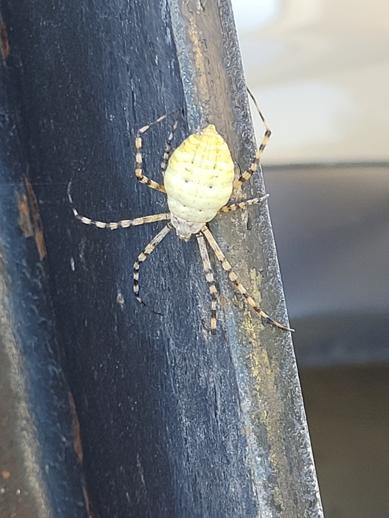 Banded Garden Spider in September 2021 by Emily. Around our house ...