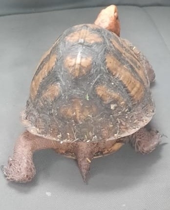 Mexican Box Turtle in September 2021 by Gerson Herrera · iNaturalist