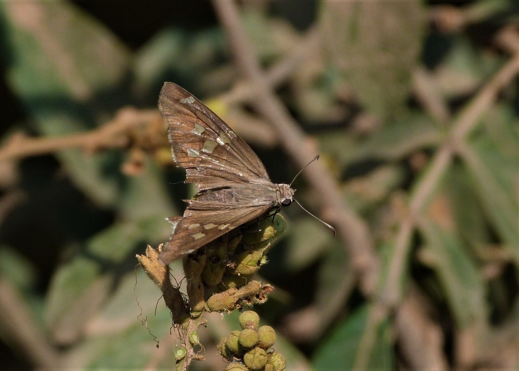 Diabinha (Borboletas de Rio Claro, SP/Butterflies of Rio Claro, SP ...