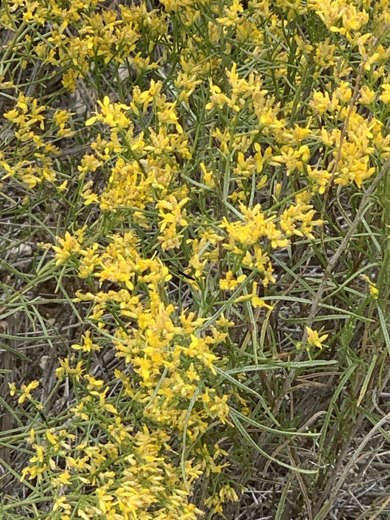 Broom Snakeweed from Montezuma Well, Rimrock, AZ, US on September 27 ...